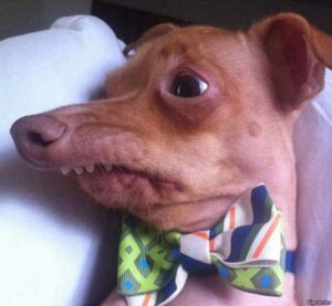 The 15 Best Scared Dog Memes! - We Love Doodles