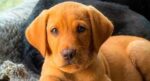 The 150 Best Strong Female Dog Names! - We Love Doodles