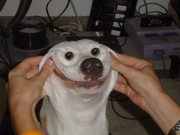 22 Funny Smiling Dog Memes! - We Love Doodles