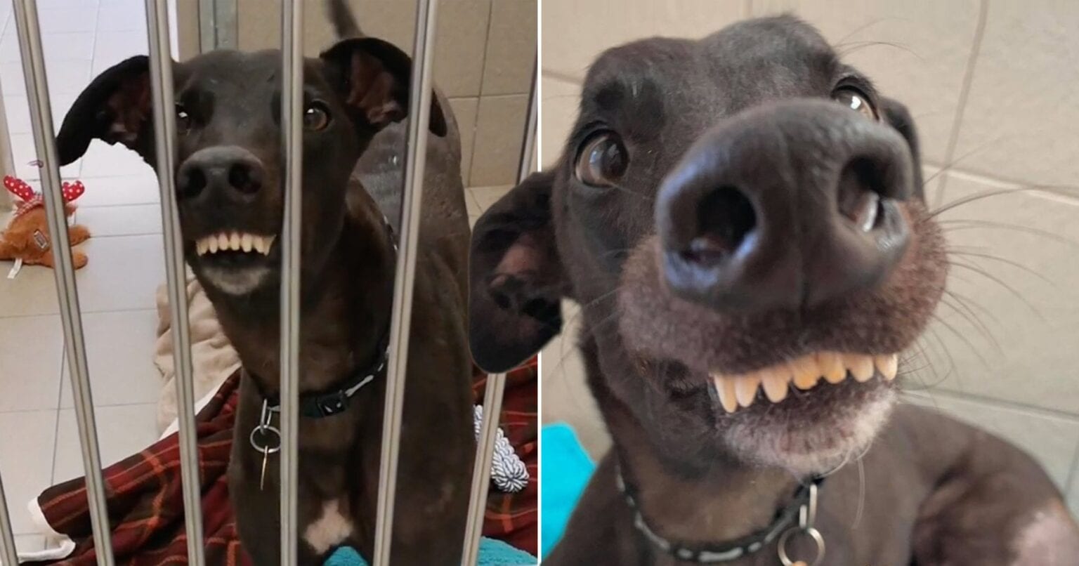 22 Funny Smiling Dog Memes! - We Love Doodles