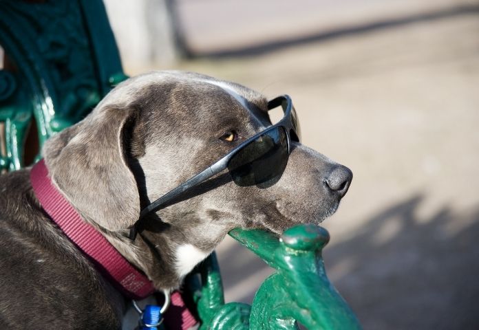 The Best 150+ Boujee Dog Names! - We Love Doodles
