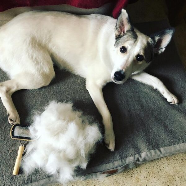 The 15 Best Dog Brushes for Tangles in 2024! - We Love Doodles