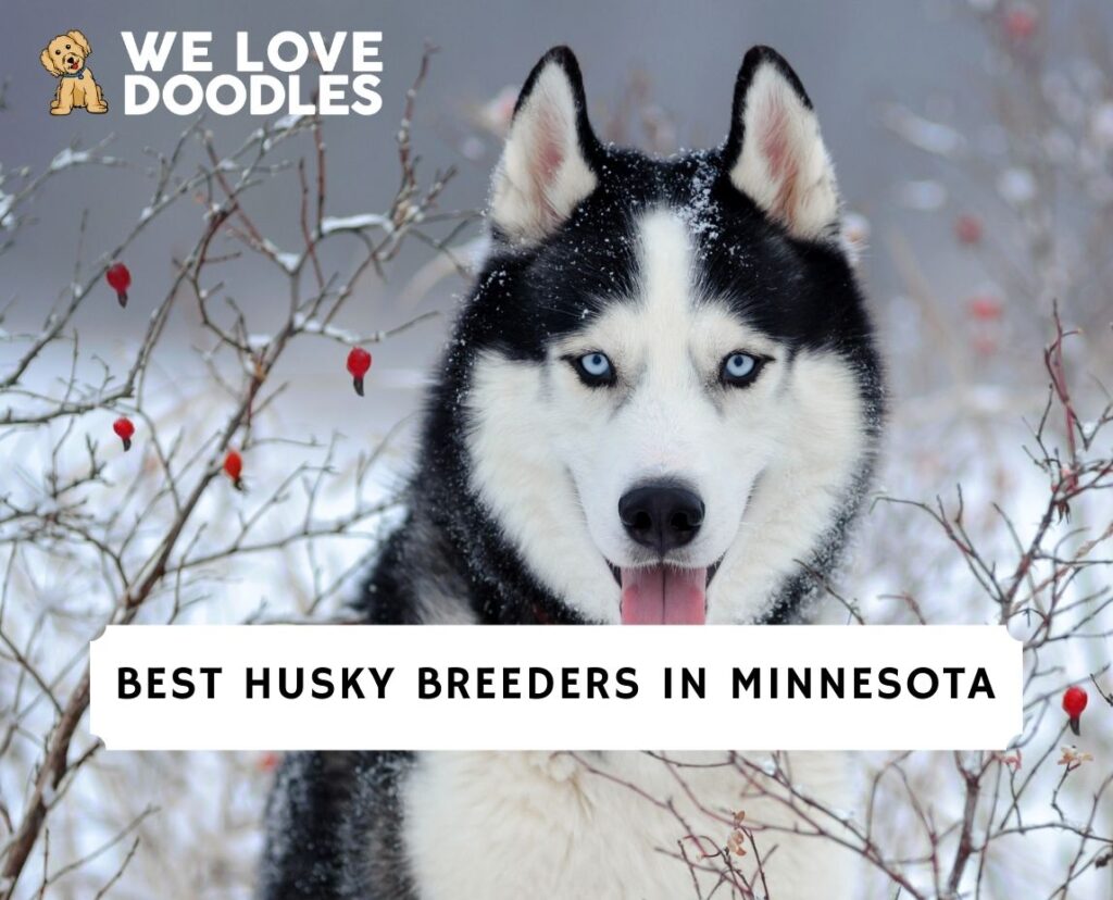 8 Best Husky Breeders in Minnesota! - We Love Doodles