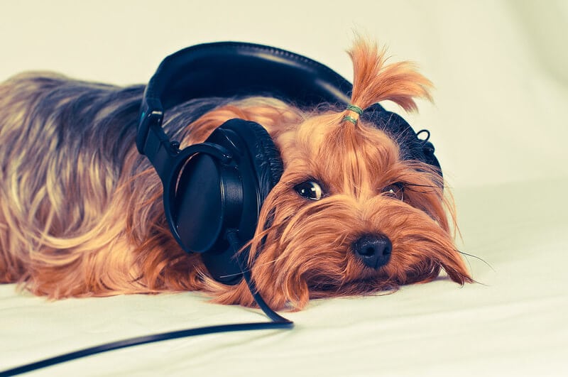 The Best 400 Best Musical Dog Names 2023 We Love Doodles