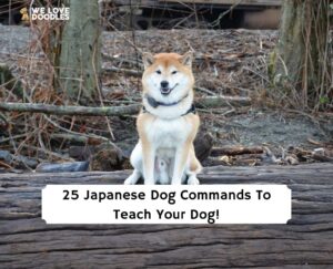 25 Japanese Dog Commands To Teach Your Dog! - We Love Doodles