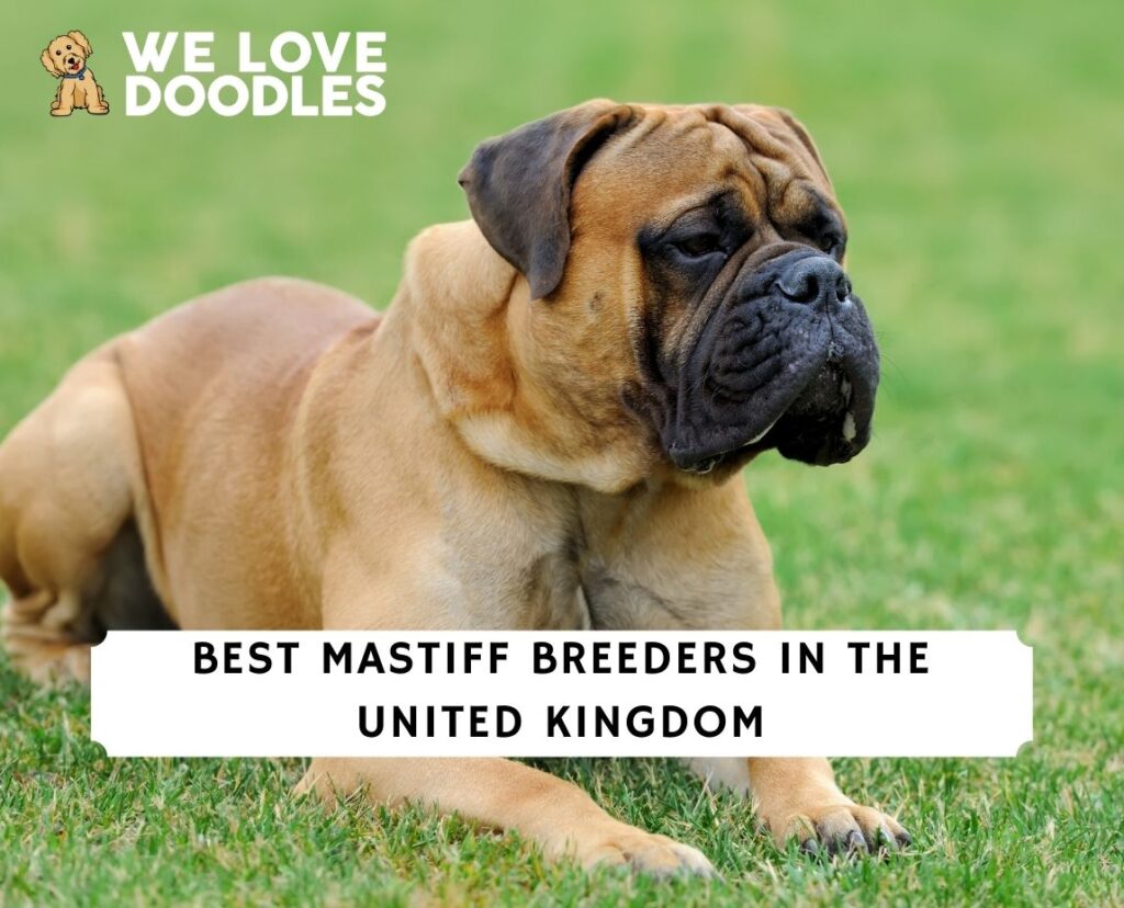 3 Best Mastiff Breeders in the UK! (2024) - We Love Doodles