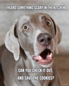 The 15 Best Scared Dog Memes! - We Love Doodles