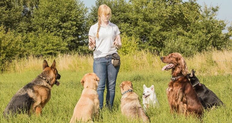 25 Japanese Dog Commands To Teach Your Dog! - We Love Doodles