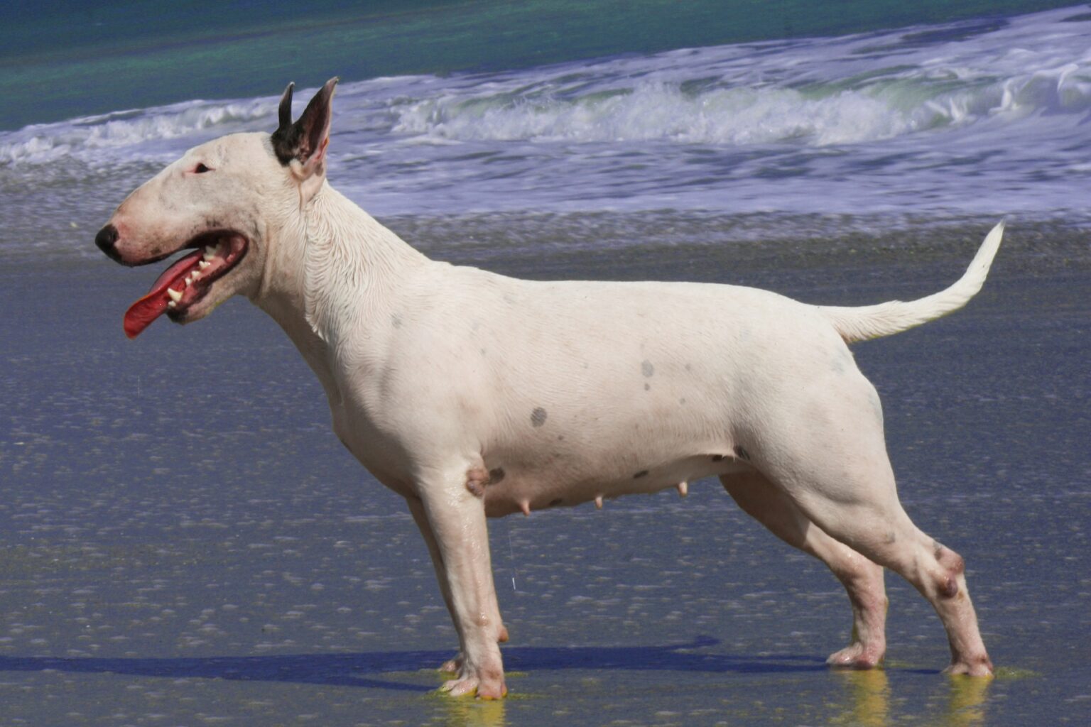 13 Walter the Dog Memes!
