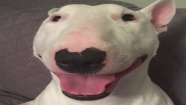 13 Walter the Dog Memes!