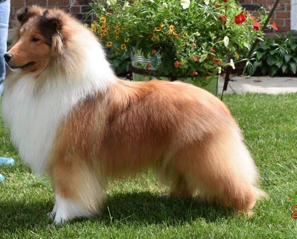 Sheltie Puppies in Minnesota – Top 5 Breeders! - We Love Doodles