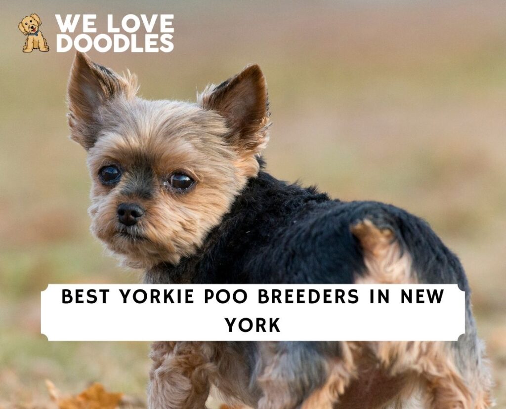 6 Best Yorkie Poo Breeders in New York! - We Love Doodles