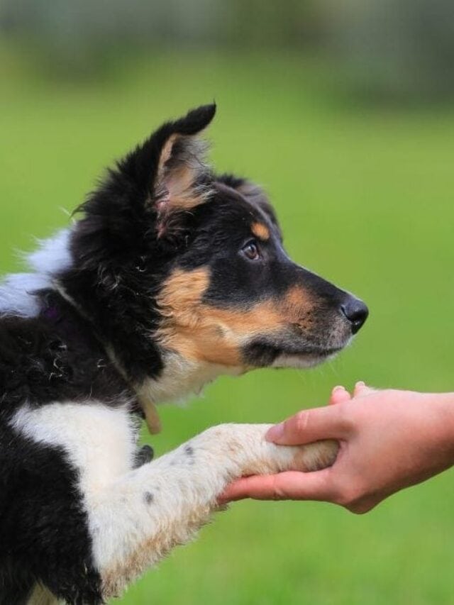 5 Basic Dutch Dog Commands 2022 We Love Doodles 5 Basic Dutch Dog Commands 2022 We Love Doodles