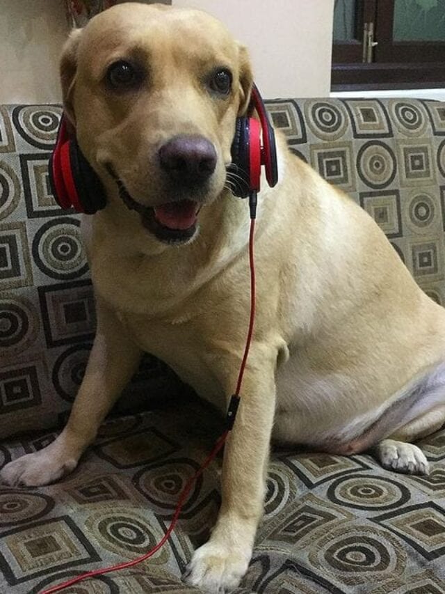 The Best 400 Best Musical Dog Names 2022 Story We Love Doodles