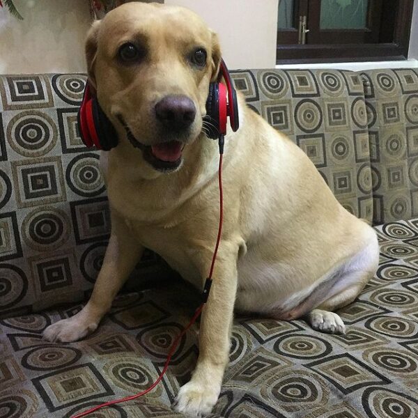 The Best 400+ Best Musical Dog Names!