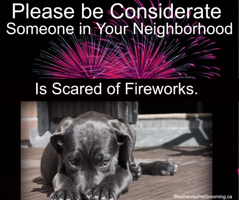 The 15 Best Scared Dog Memes! - We Love Doodles