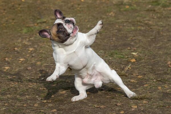The 20 Best Funny Dancing Dog Memes! - We Love Doodles
