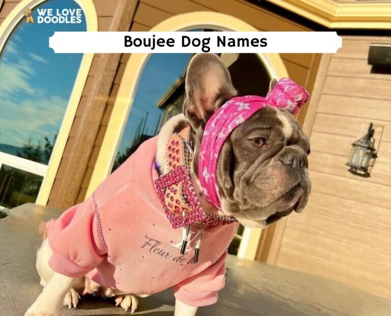 The Best 150+ Boujee Dog Names! - We Love Doodles