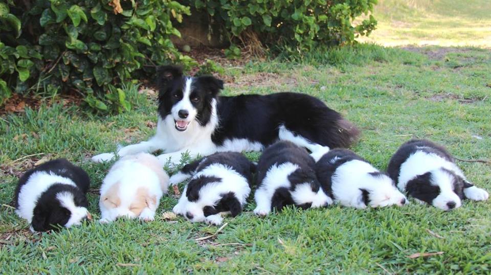 The 7 Best Collie Breeders in Ontario, Canada! - We Love Doodles