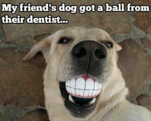 22 Funny Smiling Dog Memes! - We Love Doodles