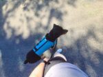 5 Basic Dutch Dog Commands! - We Love Doodles