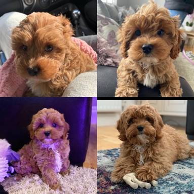 The 6 Best Cavapoo Breeders in the UK!