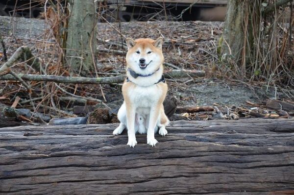 25 Japanese Dog Commands To Teach Your Dog! - We Love Doodles