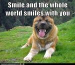22 Funny Smiling Dog Memes! - We Love Doodles