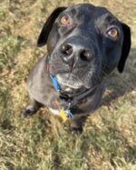 5 Basic Dutch Dog Commands! - We Love Doodles