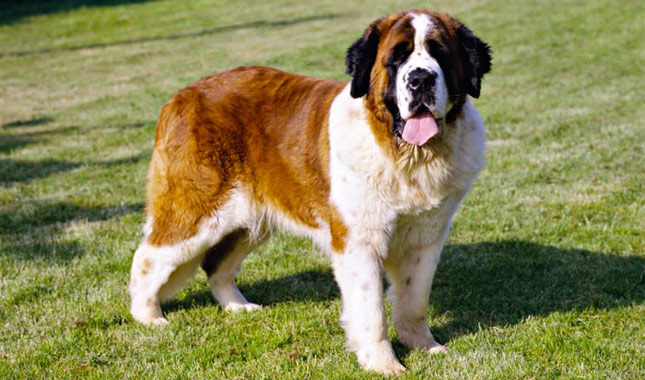 100 Best Saint Bernard Names With Meaning! - We Love Doodles