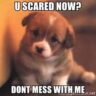 The 15 Best Scared Dog Memes! - We Love Doodles