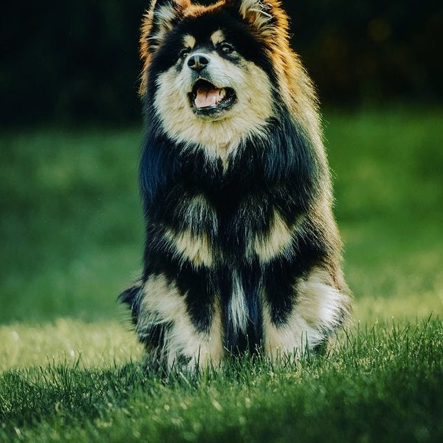 13 Czech Dog Commands To Teach Your Dog 2023 We Love Doodles