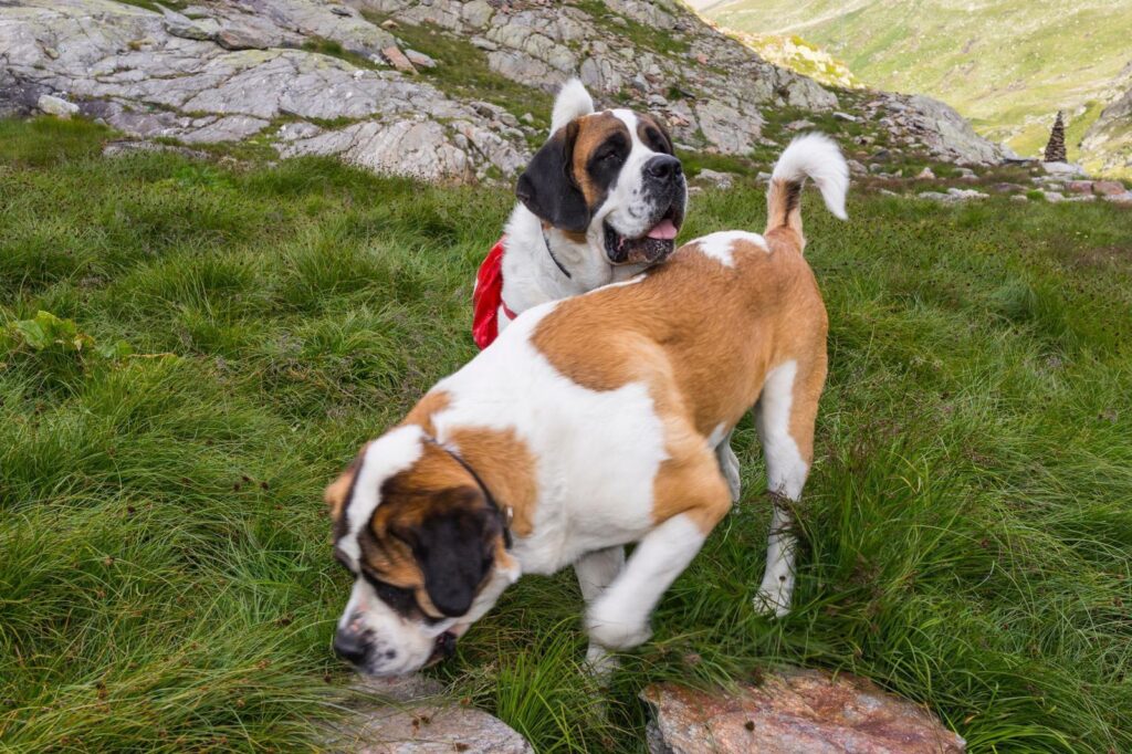 100 Best Saint Bernard Names With Meaning! - We Love Doodles