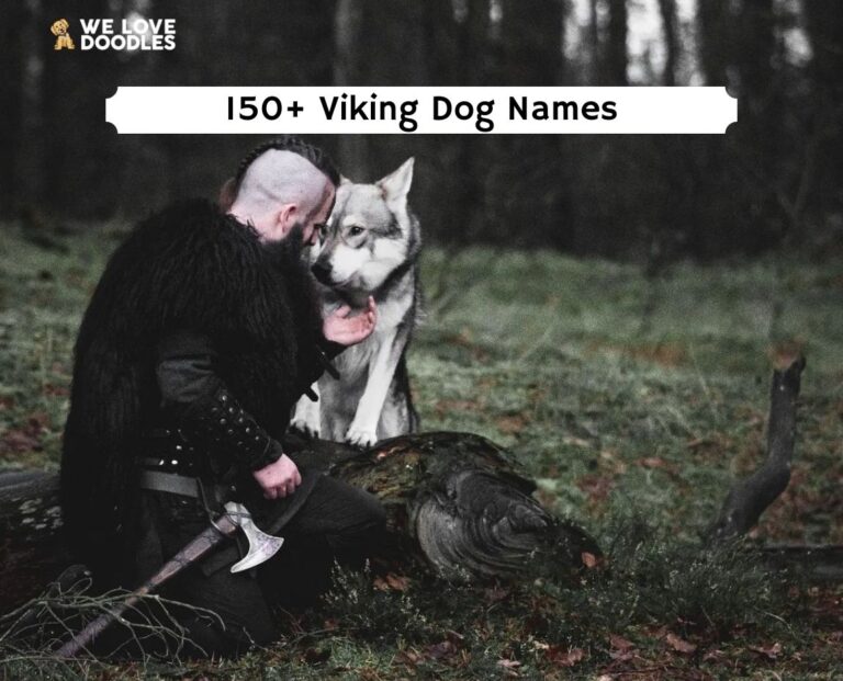 The Best 150+ Viking Dog Names! - We Love Doodles