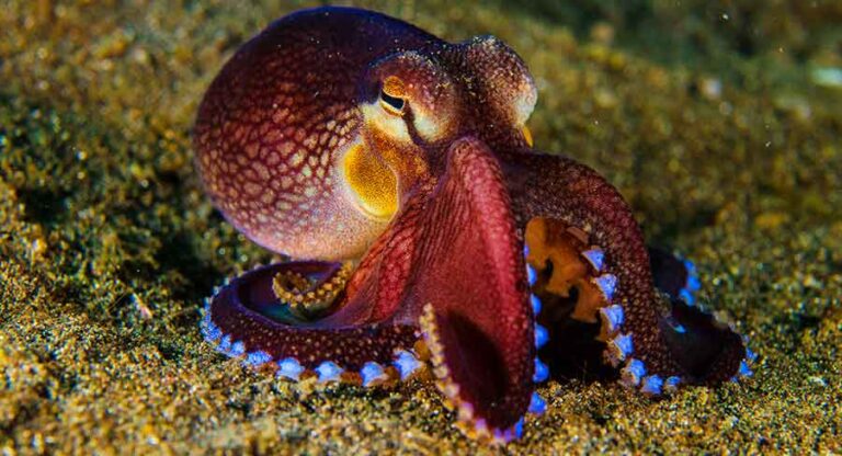 103 Octopus Names: Tenta-Cool Names!