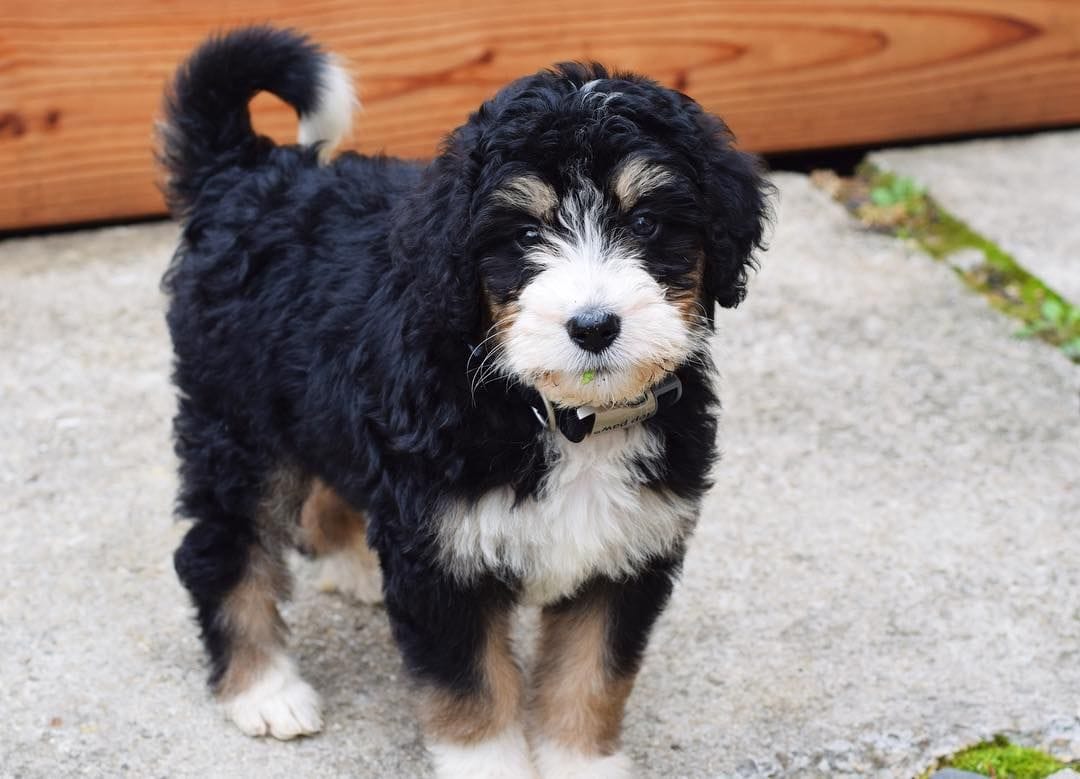 7 Top Tri Color Bernedoodle Breeders In The U.S.! (2023) - We Love Doodles