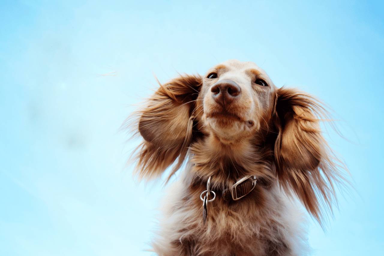 218 Best Minecraft Dog Names! - We Love Doodles