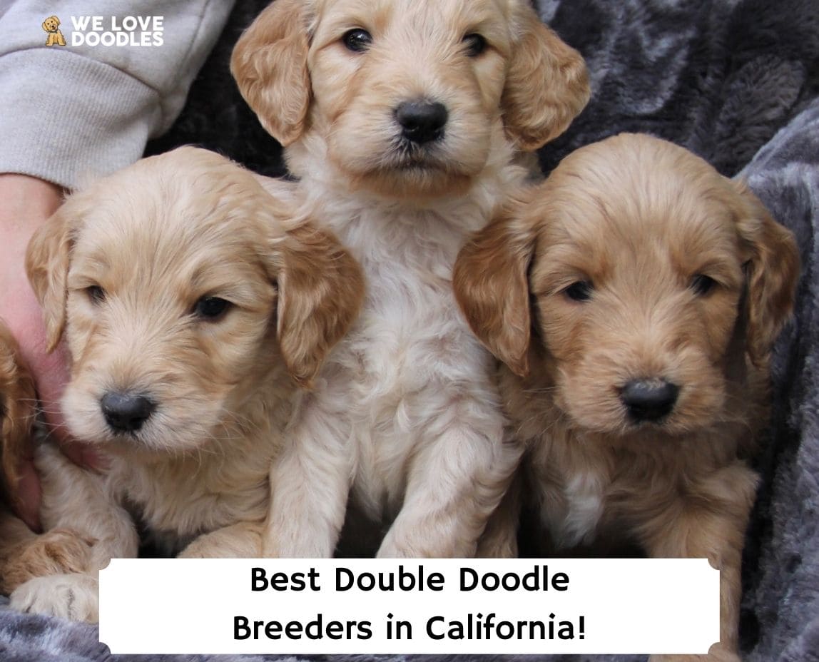 7 Best Double Doodle Breeders in California!