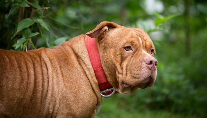 17 Best Dogs for Men!