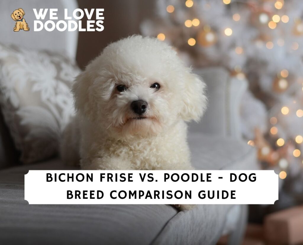 Bichon Frise vs Poodle: Dog Breed Comparison! - We Love Doodles