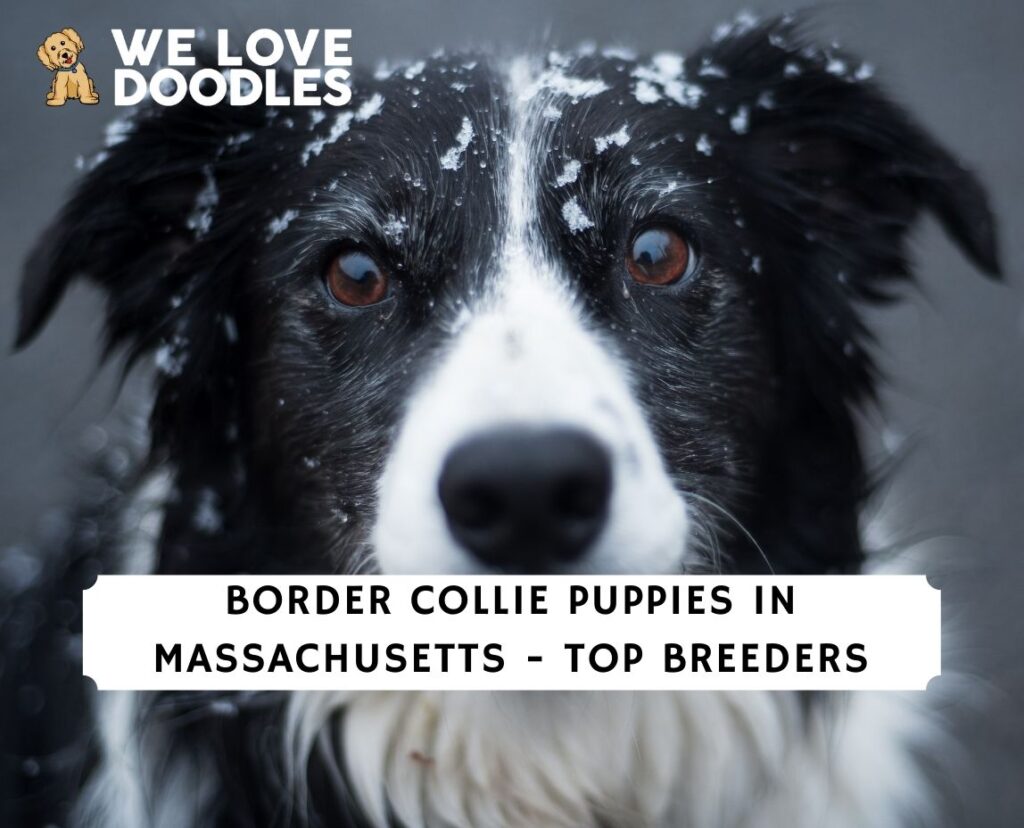 Border Collie Puppies in Massachusetts: Top 7 Breeders! - We Love Doodles