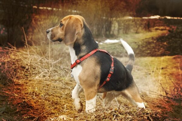 Top 100 Duck Hunting Dog Names! - We Love Doodles