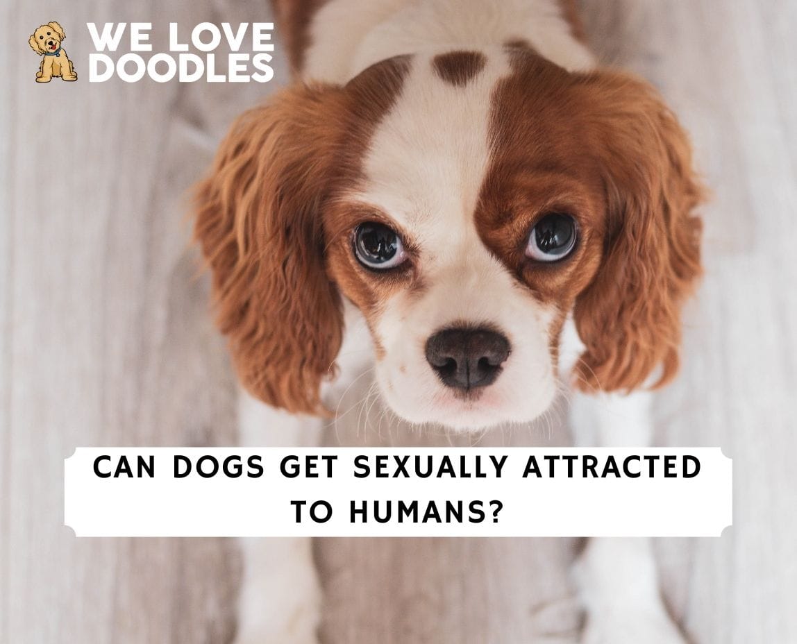 Can Dogs Get Sexually Attracted To Humans 2024 We Love Doodles