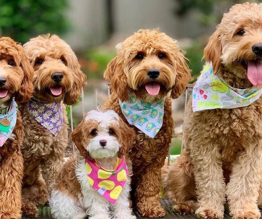 When is a Cavapoo Full Grown? - We Love Doodles