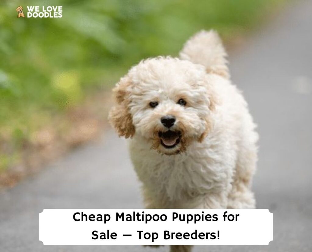 Cheap Maltipoo Puppies for Sale: Top 6 Breeders! (2023) - We Love Doodles