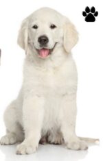 218 Best Minecraft Dog Names! - We Love Doodles