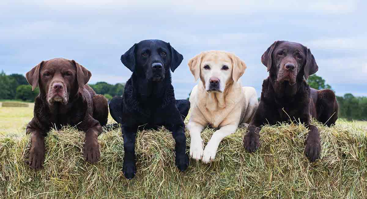 The 113 Best Country Dog Names!