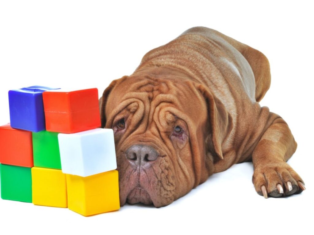 218 Best Minecraft Dog Names! - We Love Doodles