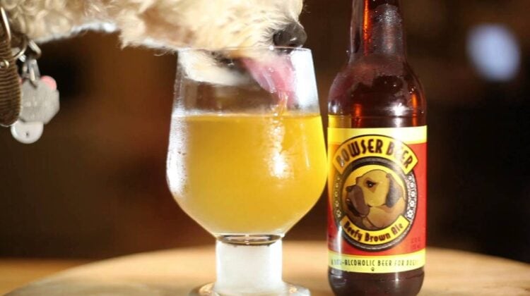 113 Beer Names for Dogs! - We Love Doodles
