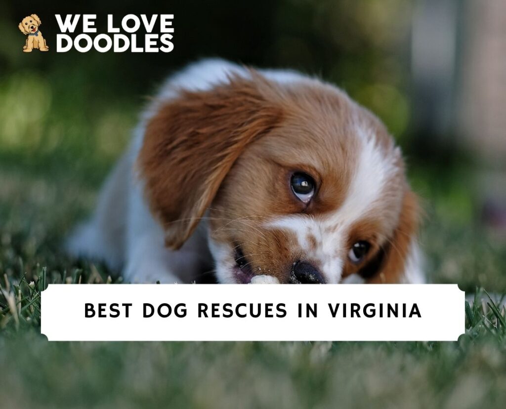 6 Best Dog Rescues in Virginia! (2024) - We Love Doodles